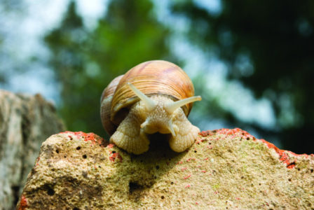 Taste the Terroir: Finger-Licking Snails of Burgundy - France Today