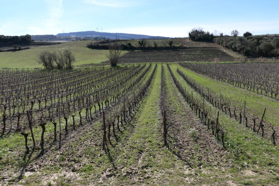 Crémant de Limoux: France’s First Sparkling Wine Region - France Today